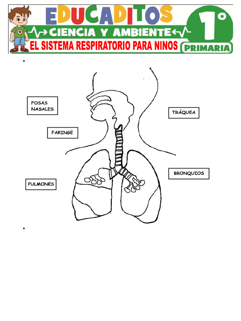 El Sistema Respiratorio Para Ninos Para Primer Grado De Primaria Pdf