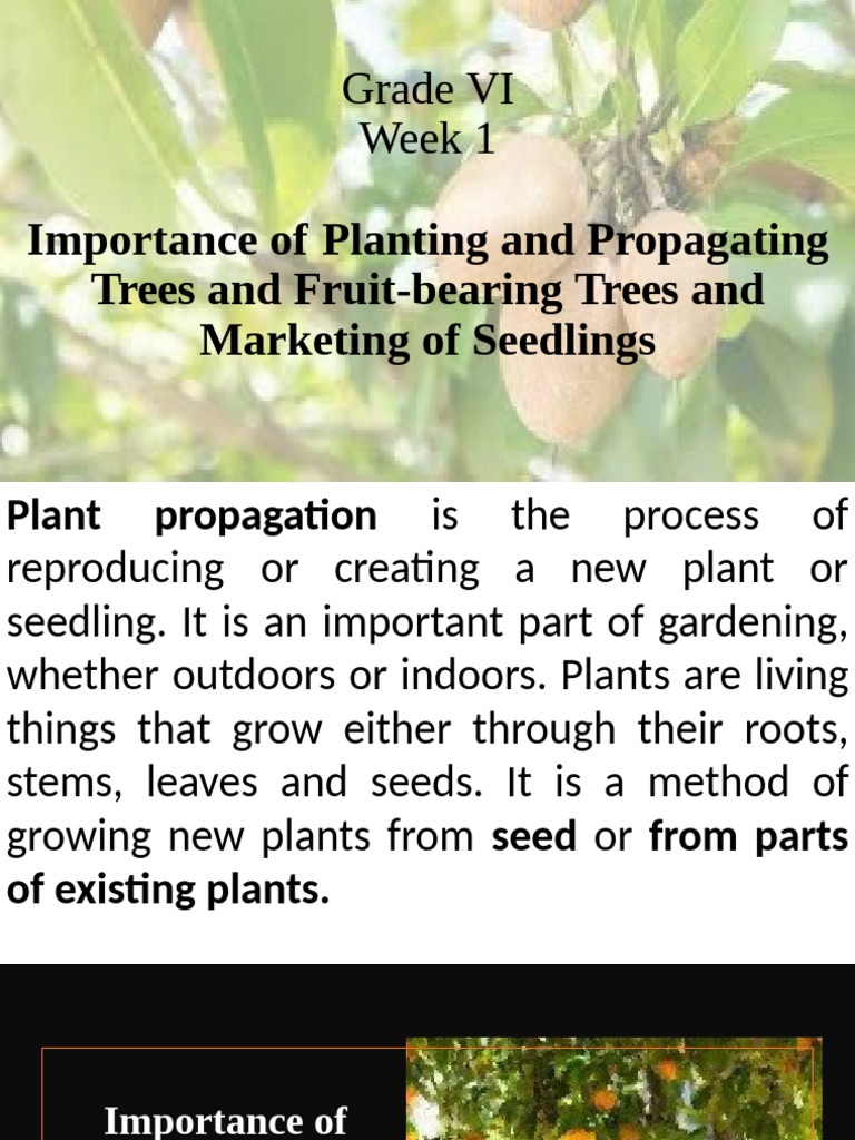 Grade VI Week 1 Importance of Planting and Propagating Trees and Fruit Bearing Trees and ...
