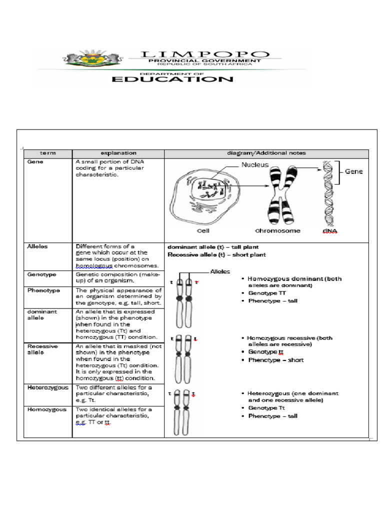 Genetics and inheritance 1 | PDF