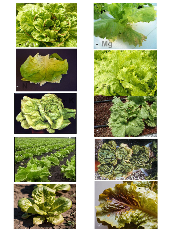 Deficiencias Nutricionales de La Lechuga | PDF