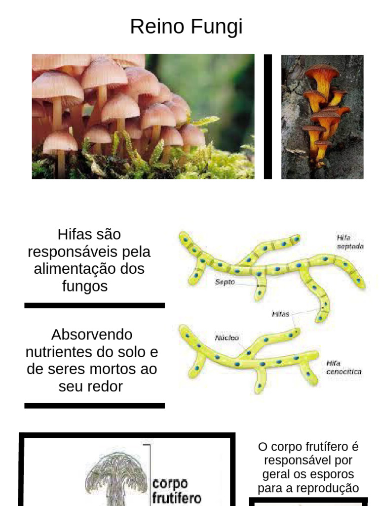 Reino Fungi | PDF