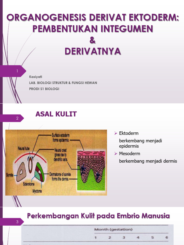 Organogenesis Integumen | PDF