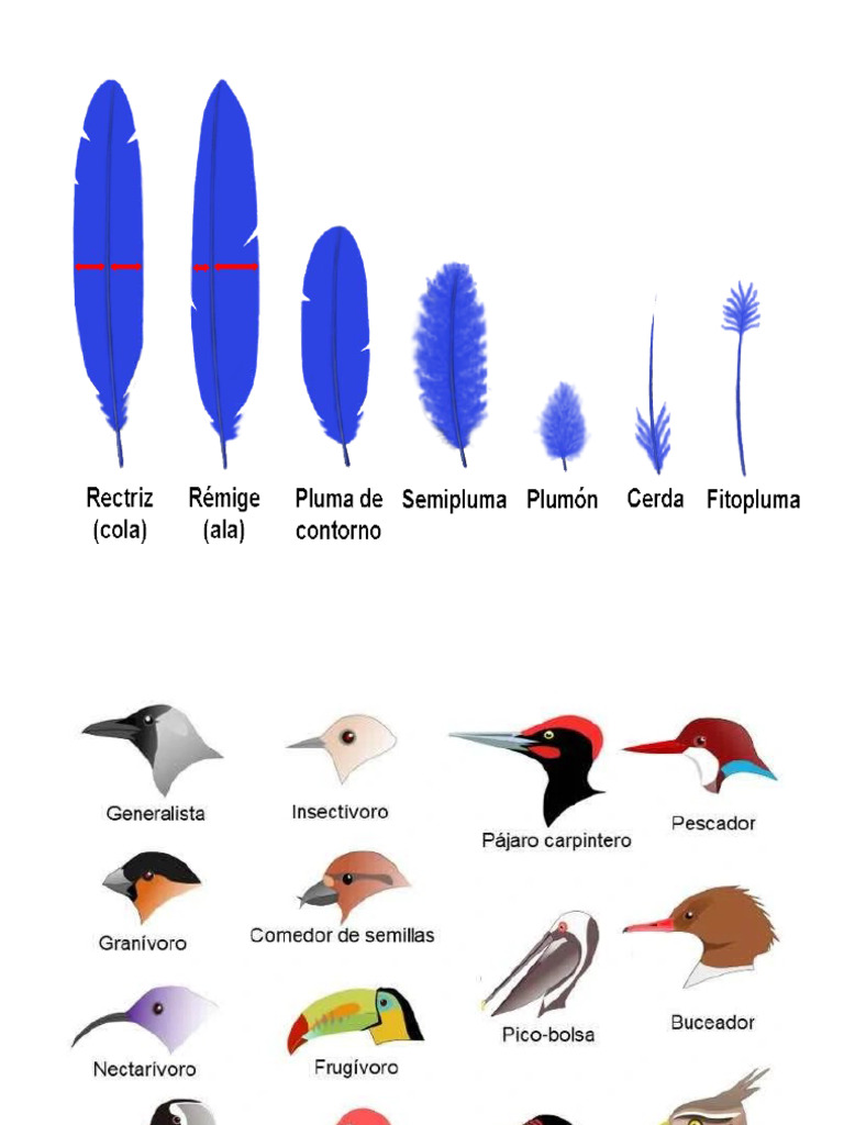 Caracteristicas Morfologicas | PDF