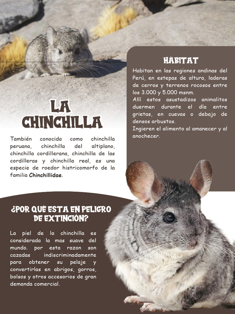 Chinchilla Real: Peligro de Extinción | PDF
