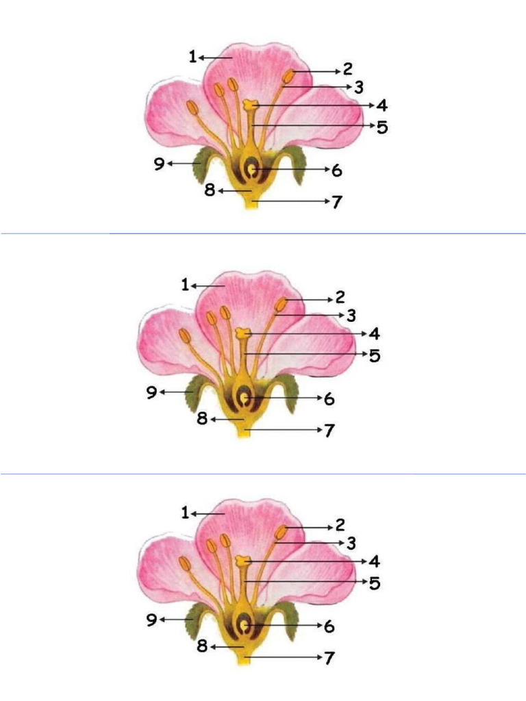 Materi Bunga Generative | PDF