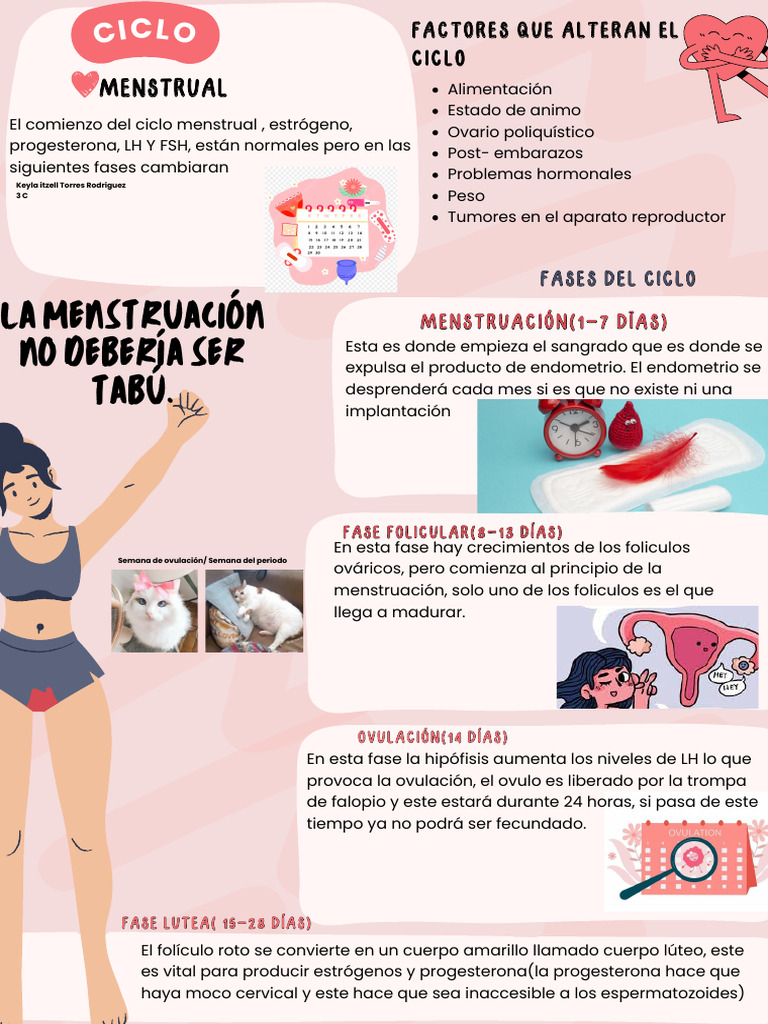 Cartel Ciclo Menstrual | PDF