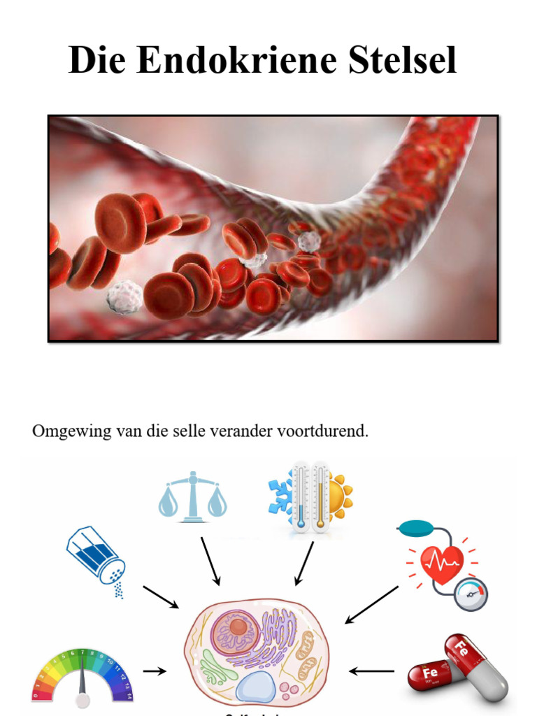 Menslike Endokriene Stelsel | PDF