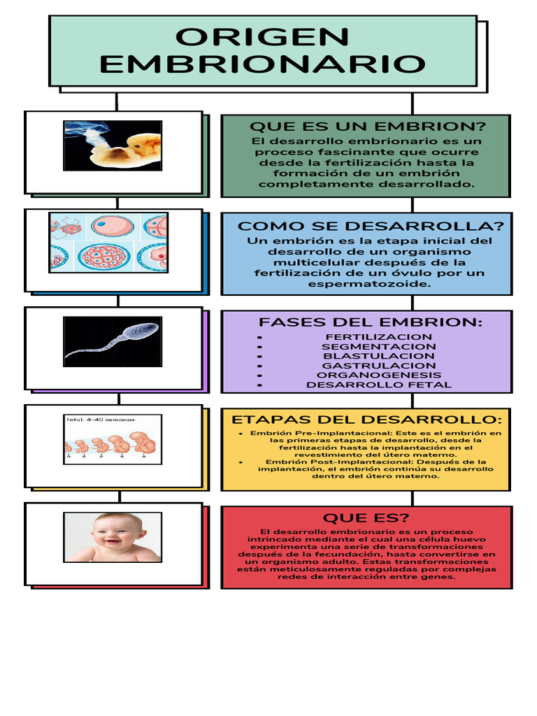 Origen Embrionario | PDF
