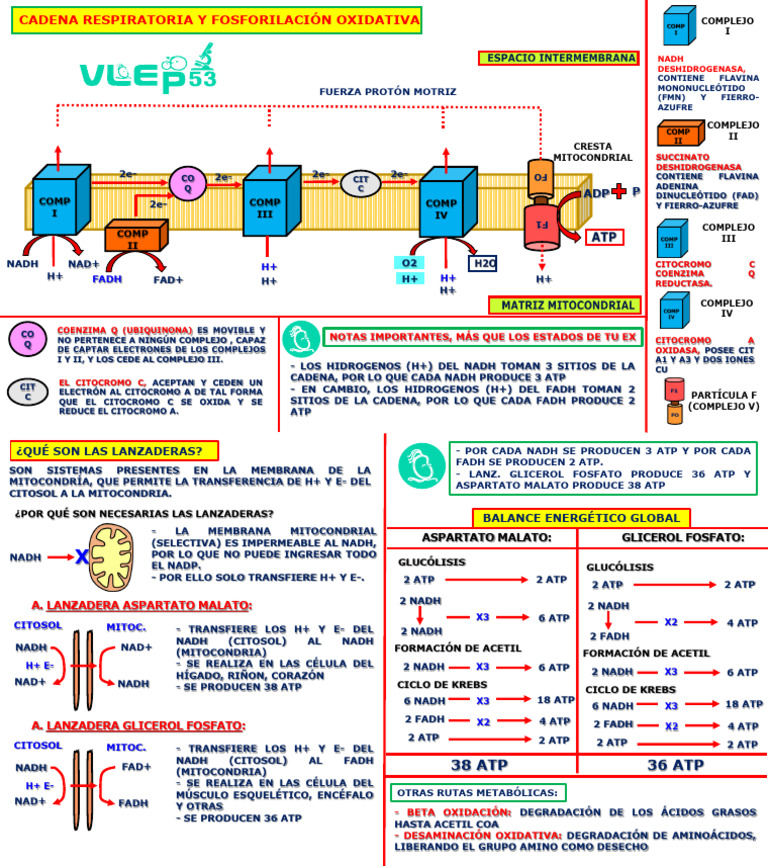 Biología Respiración Celular 2021 Ii-6-7 | PDF