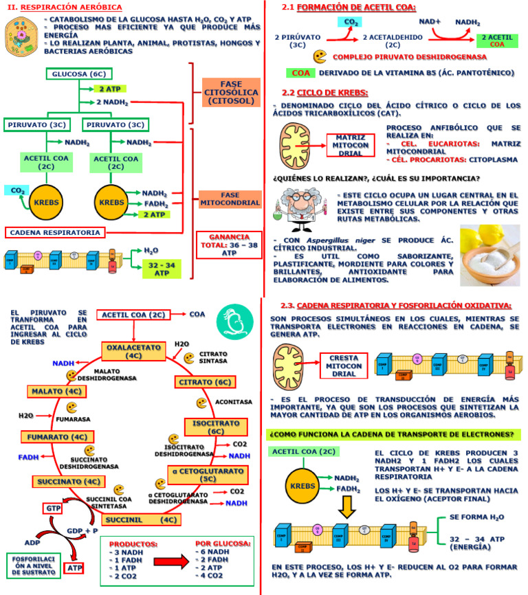 Biología Respiración Celular 2021 Ii-4-5 | PDF