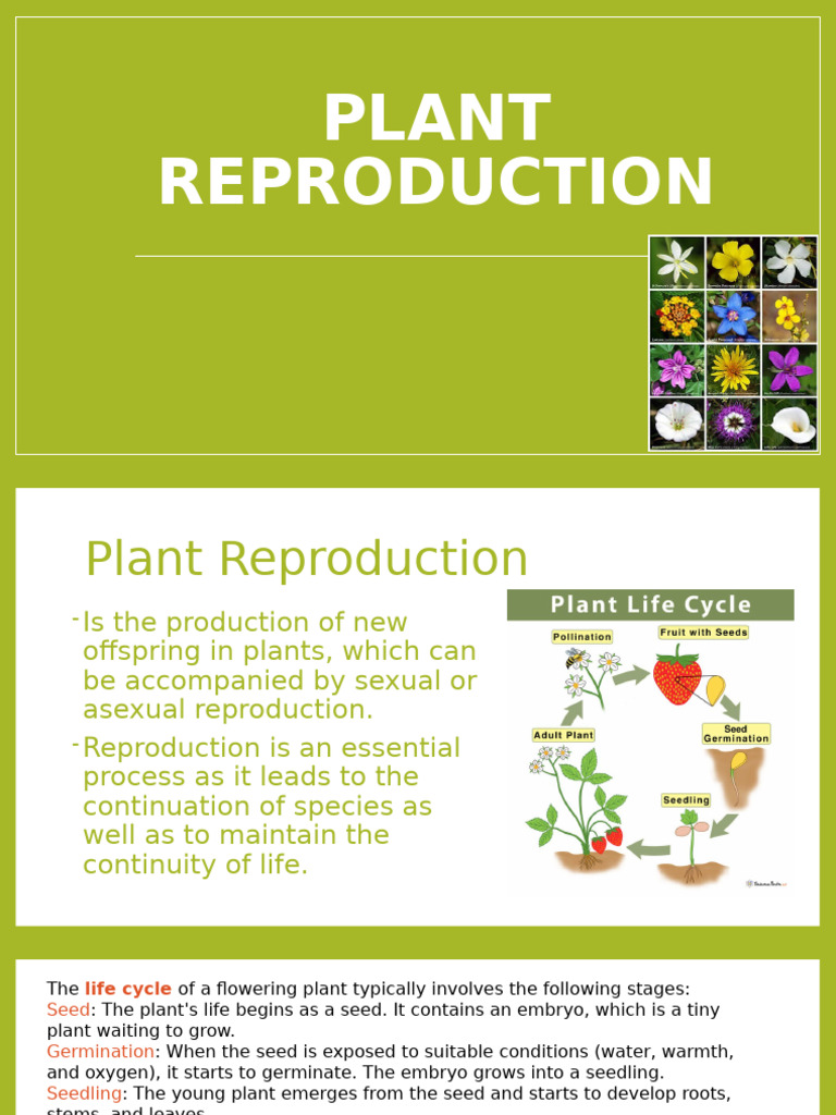 PLANT REPRODUCTION Revised | PDF | Seed | Flowers