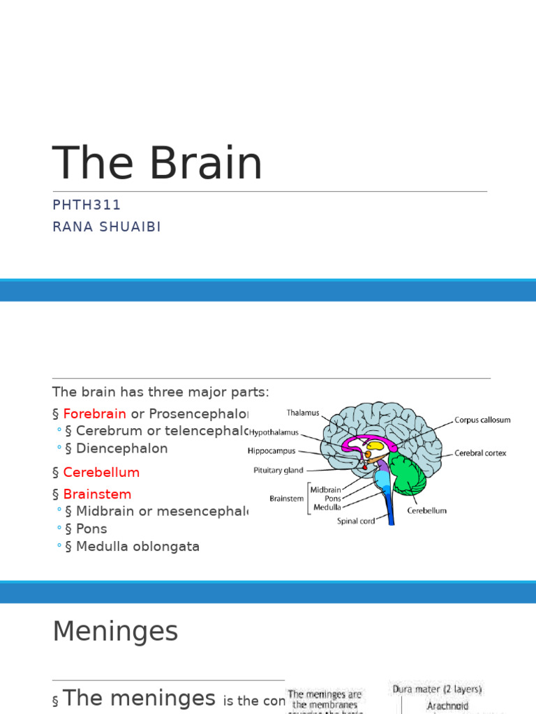 The Brain | PDF