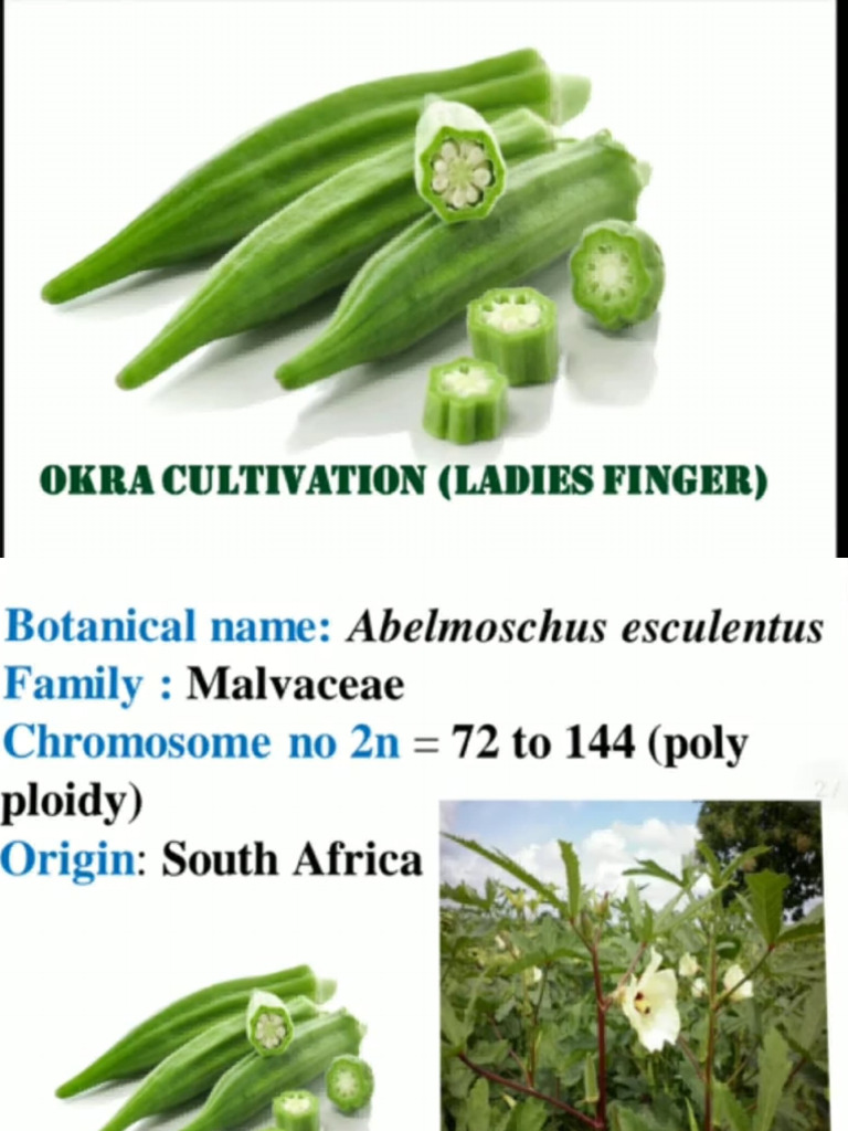 Hort 232 Okra | PDF