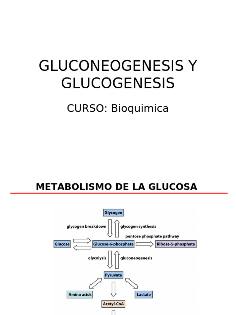Gluconeogenesis y Glucogenogenesis | PDF | Glucógeno | Metabolismo