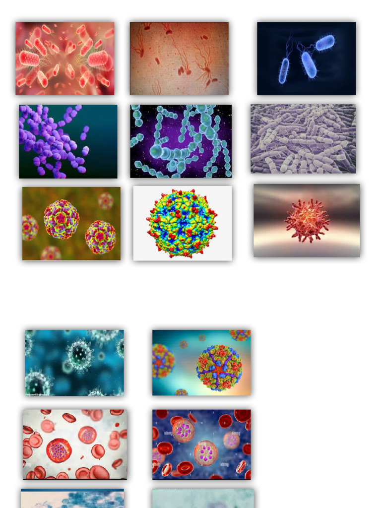 Biological Picture | PDF