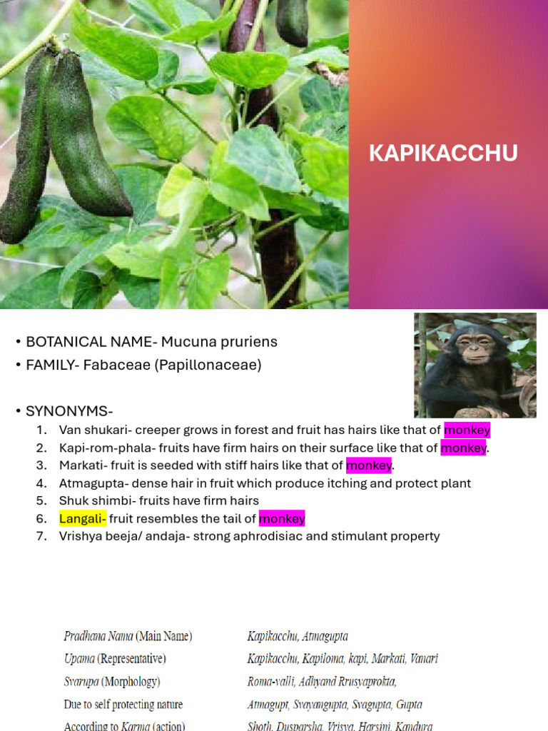 kapikacchu (1) | PDF