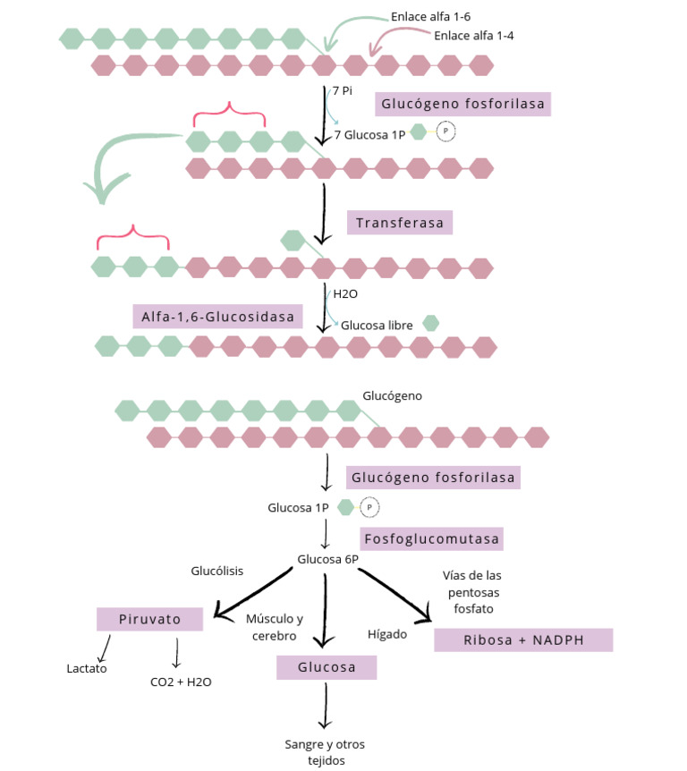 Ciclo de La Glucogenolisis | PDF