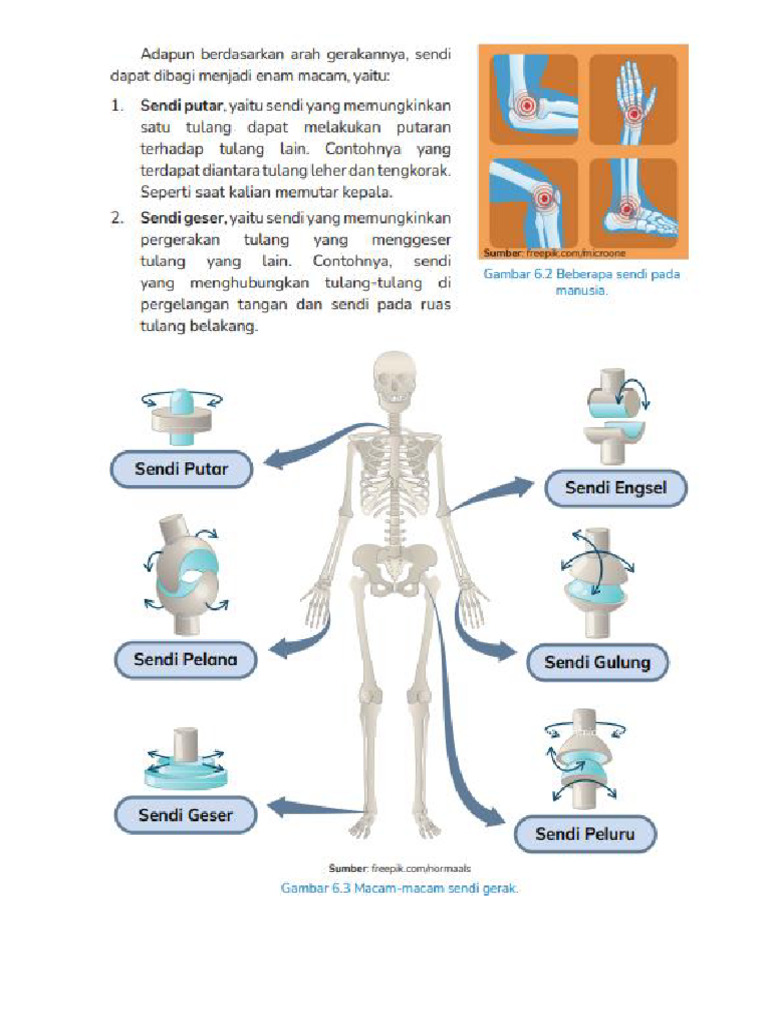 Materi Sendi IPAS Kelas 6 | PDF