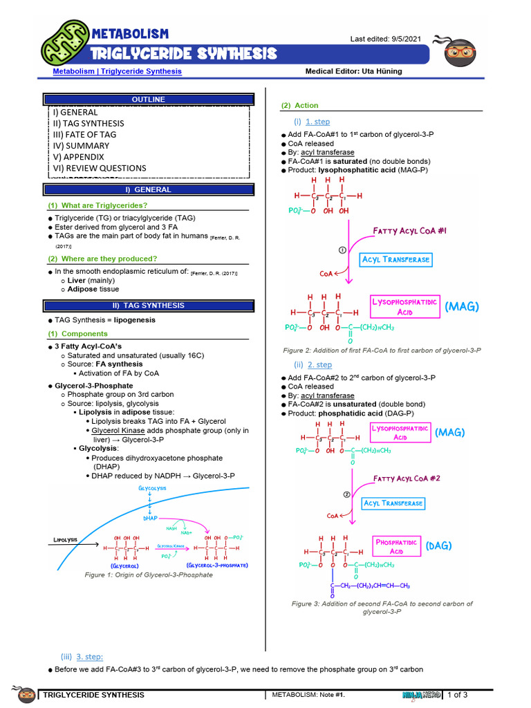 Triglyceride Synthesis (2) Atf | PDF