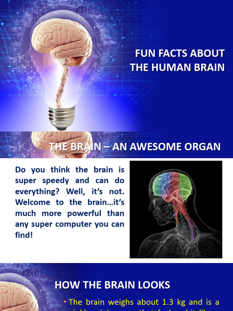 Brain Facts | PDF