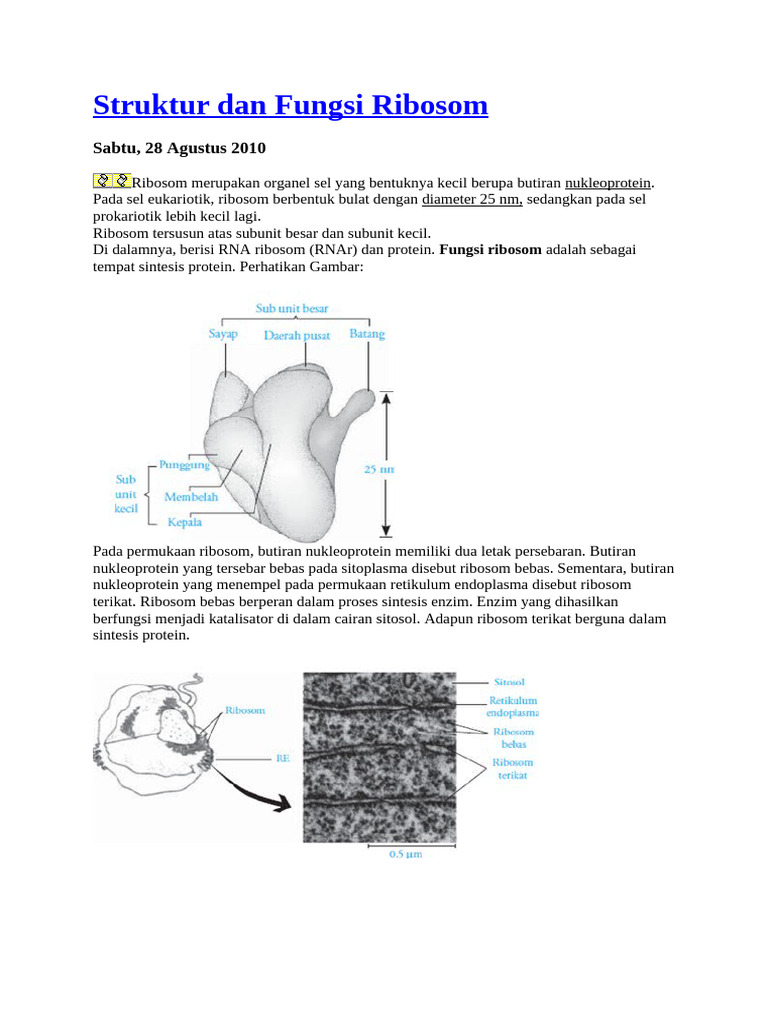 Struktur Dan Fungsi Ribosom | PDF