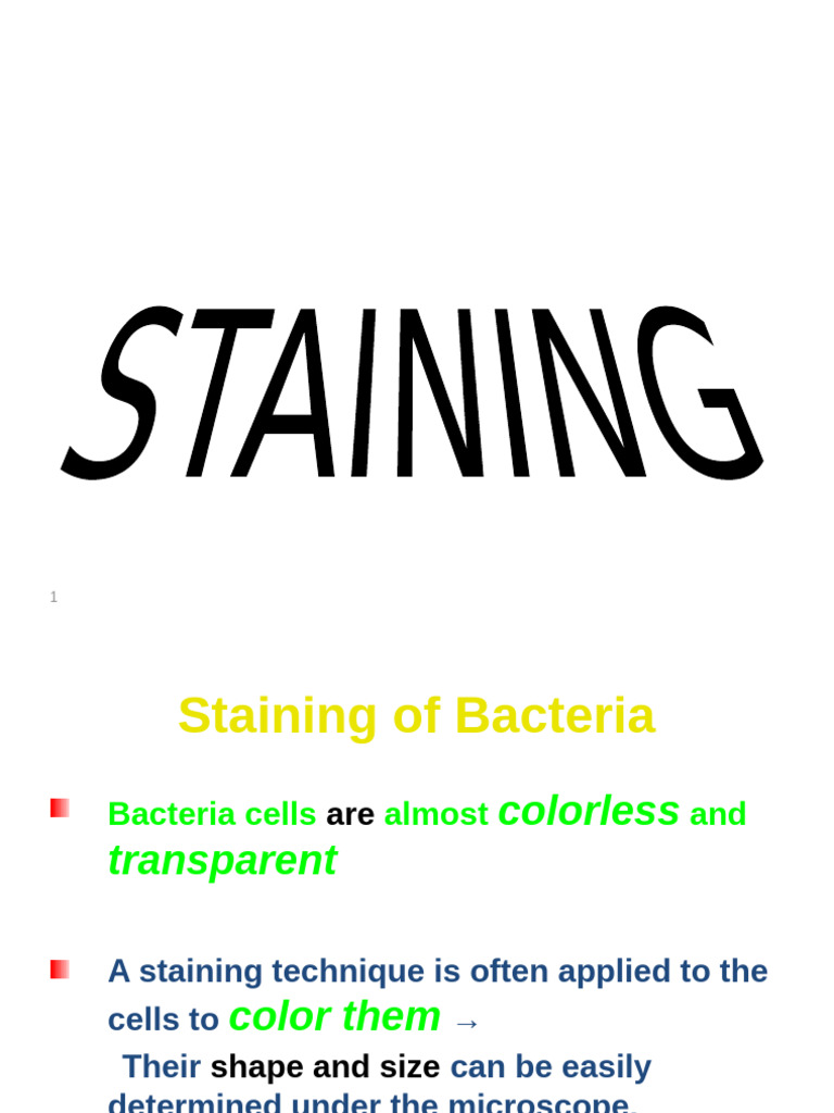 Gram Stain | PDF