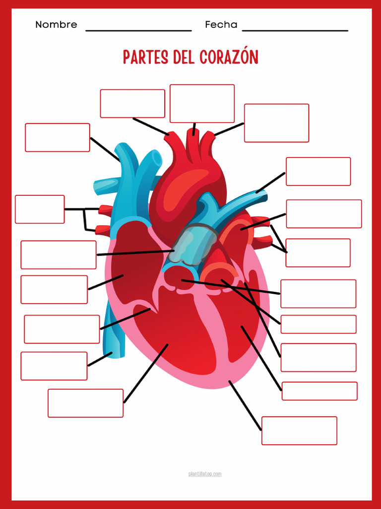 Esquema-mudo-del-corazon | PDF