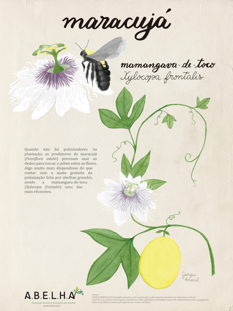Abelhas Maracuja-A1 | PDF