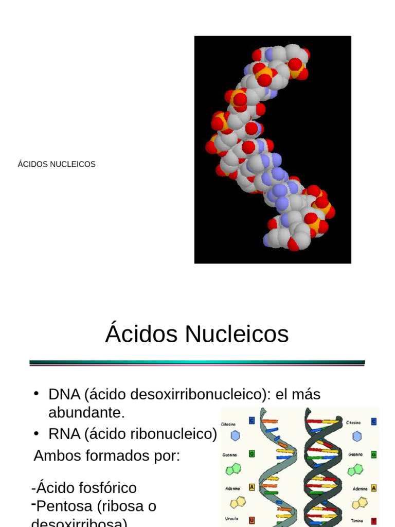 Ã Cidos Nucleicos-Comosomas - Virus | PDF