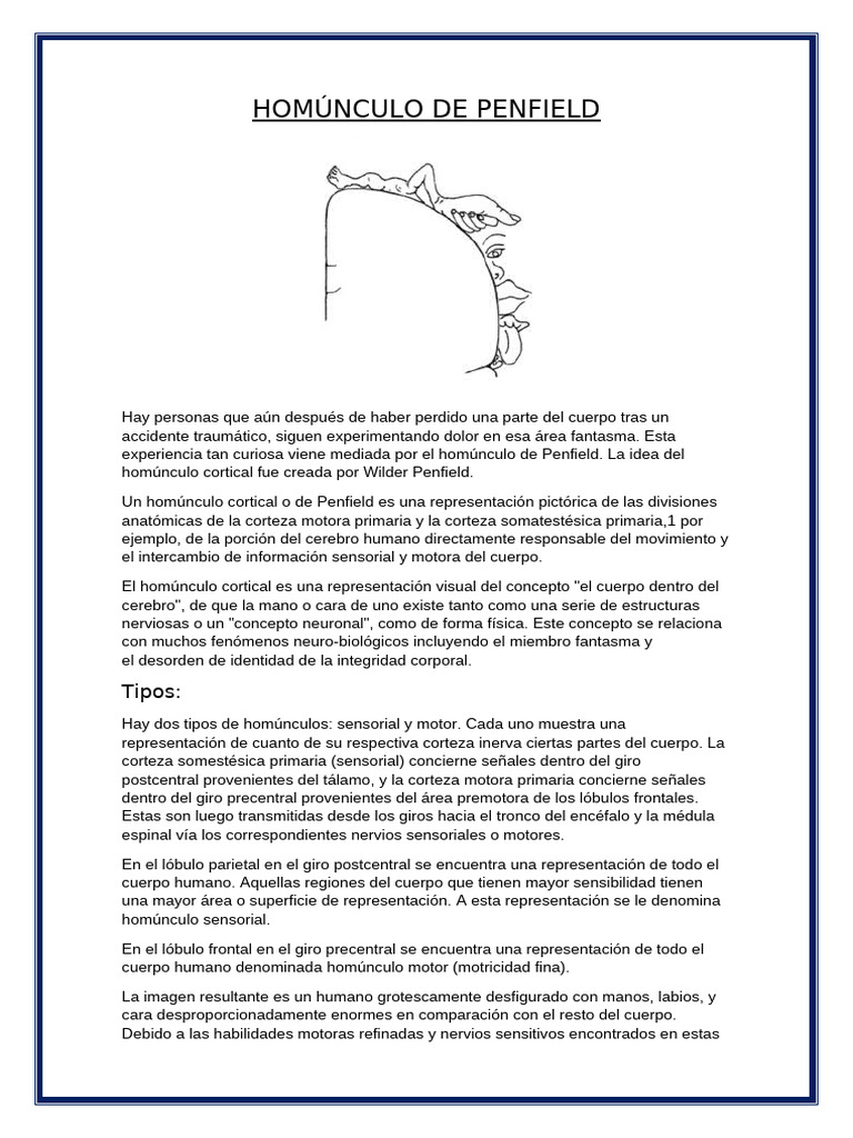 HOMÚNCULO DE PENFIELD-Anatomia Cabeza y Cuello | PDF