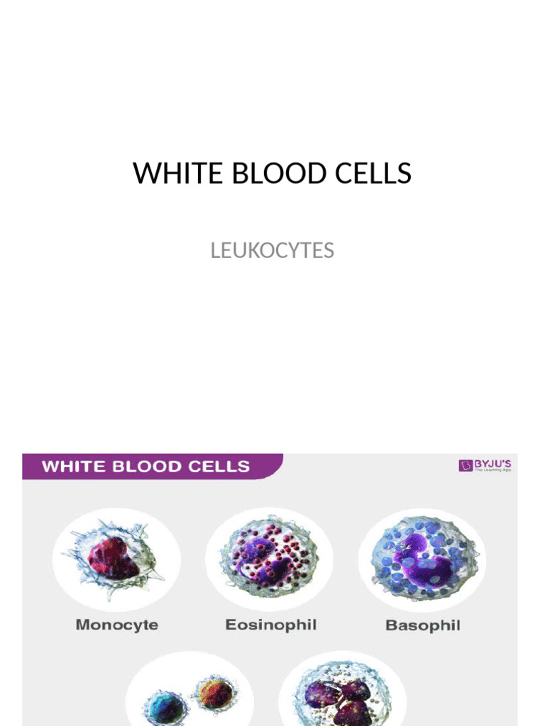 White Blood Cells | PDF