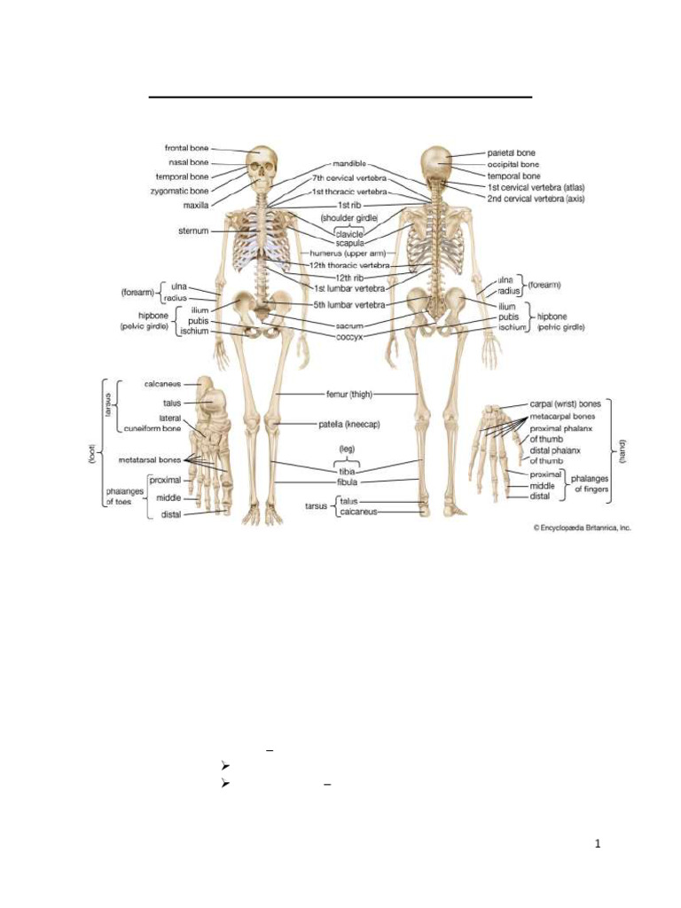 Skeletal System Only | PDF