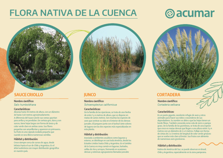 Fichas Flora Nativa - 1 1 | PDF