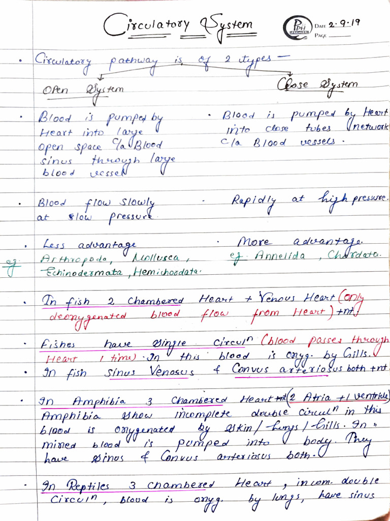 Circulatory System and Cardiac Cycle Combined Notes in Easiest Way | PDF