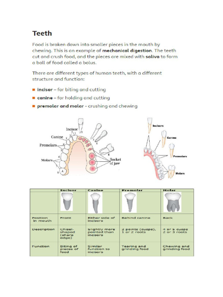 Teeth Updated | PDF