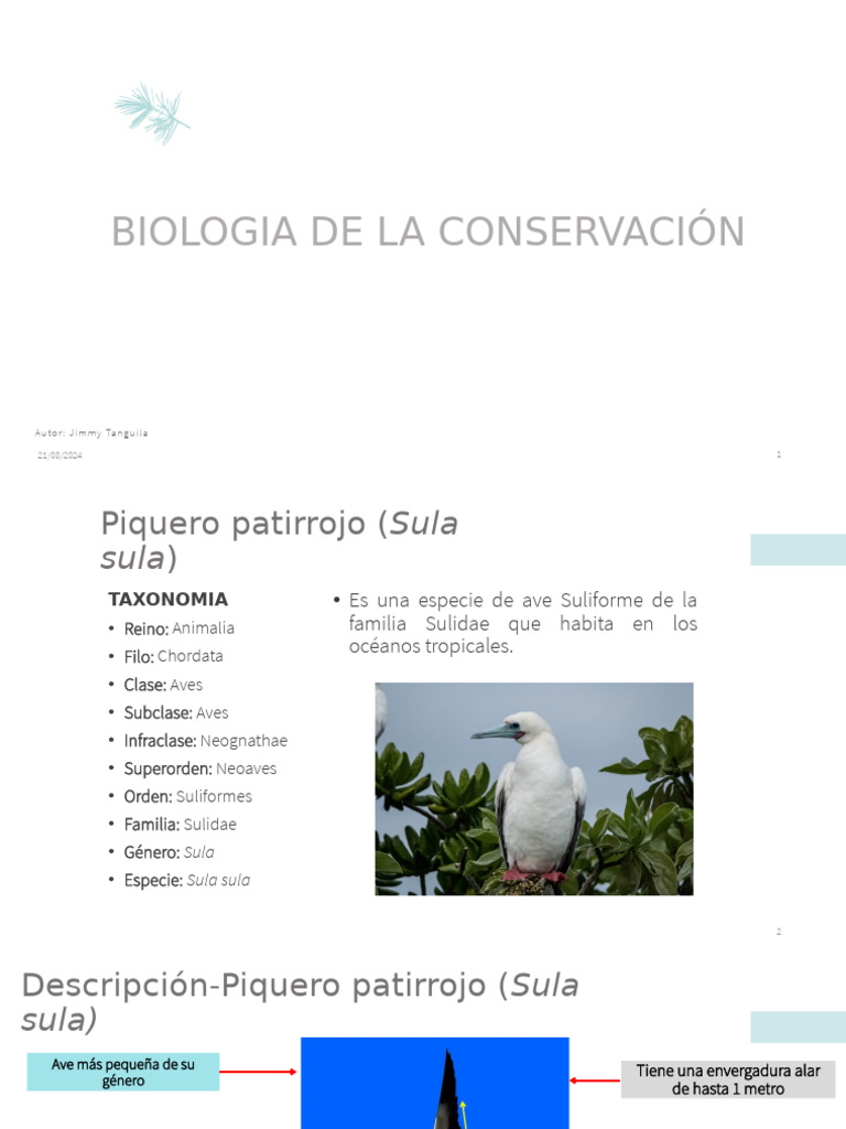 B.C Descripción de Especie Sula Sula | PDF