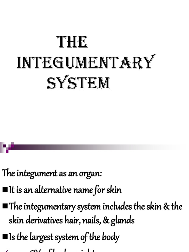 Anatomy Lecture 7 Integumentary System | PDF
