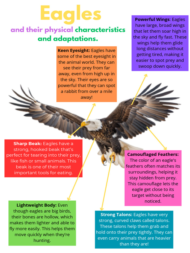 Sharp Beak Eagles Have A Strong, Hooked Beak That's Perfect For Tearing ...