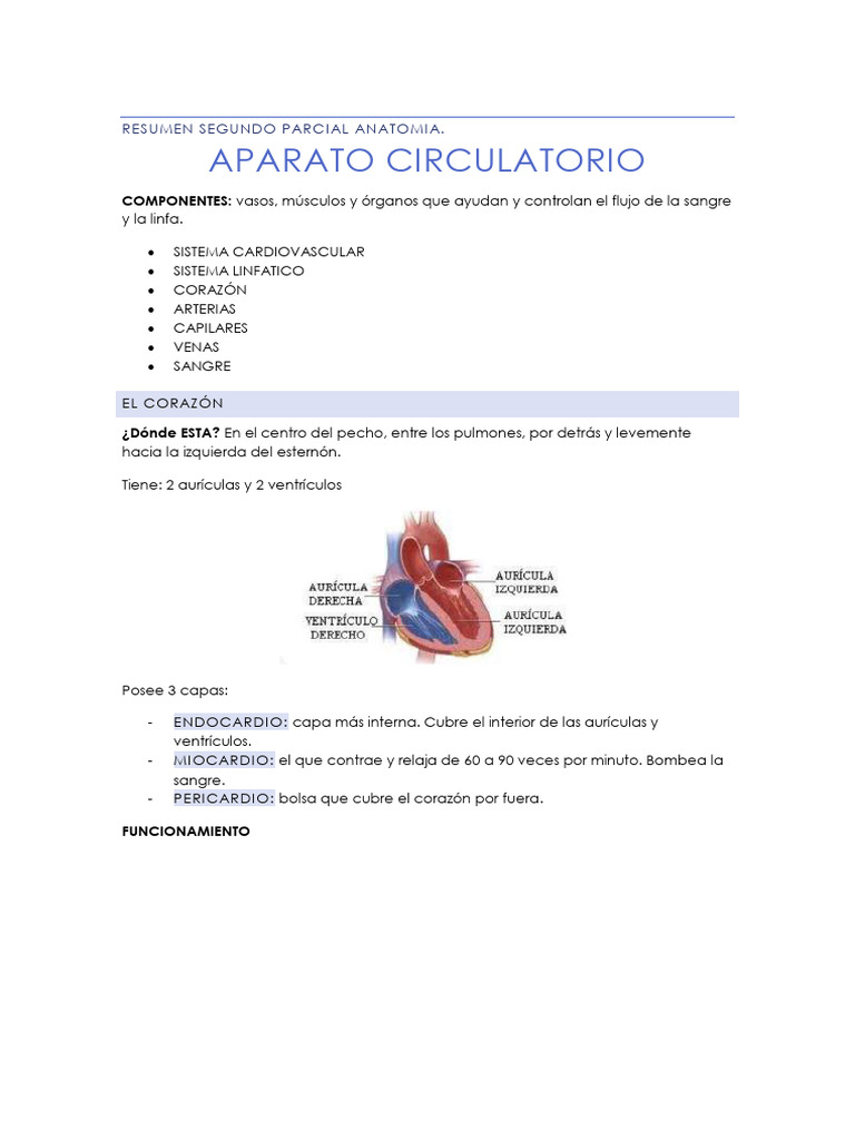 Resumen Segundo Parcial Anatomia 2 | PDF