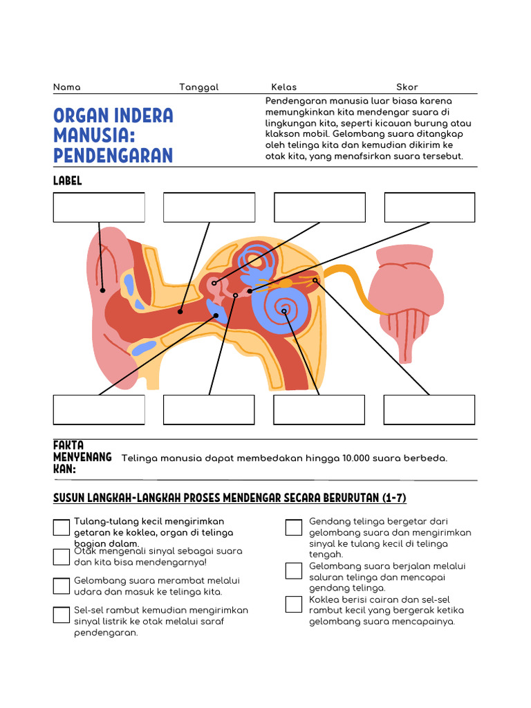 LKPD Organ Telinga | PDF