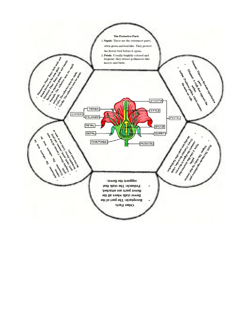 Biology Flowers | PDF