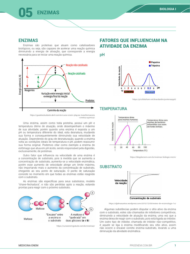 Enzimas | PDF