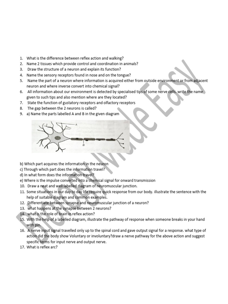 Control and Coordination Worksheet I (A) | PDF