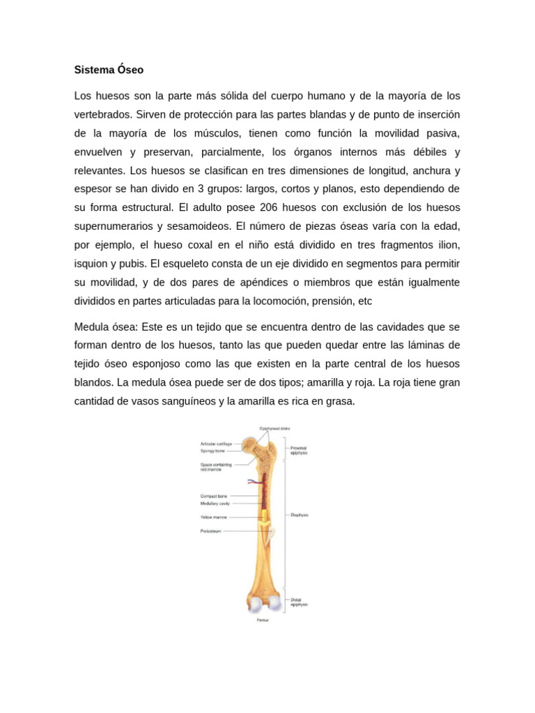 Sistema Óseo y Muscular | PDF
