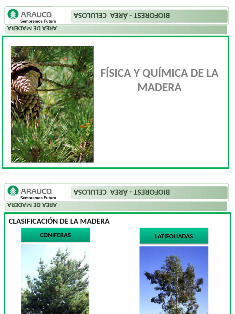 1.-MADERA Profesional | PDF