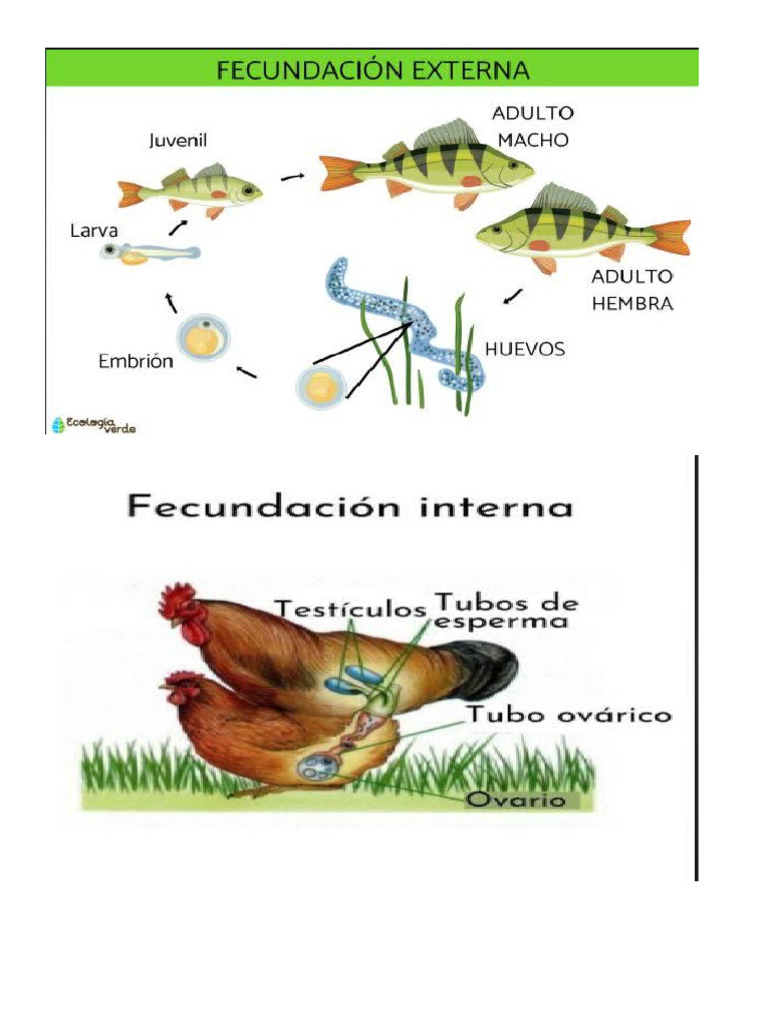 fecundacion externa e interna | PDF