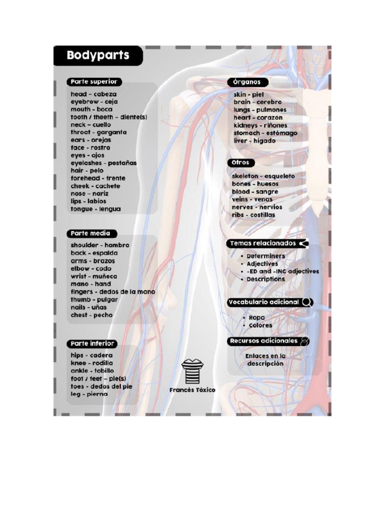 Body Parts | PDF