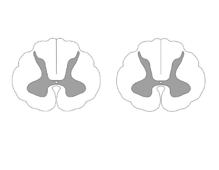 Diagrama Medula Espinal | PDF