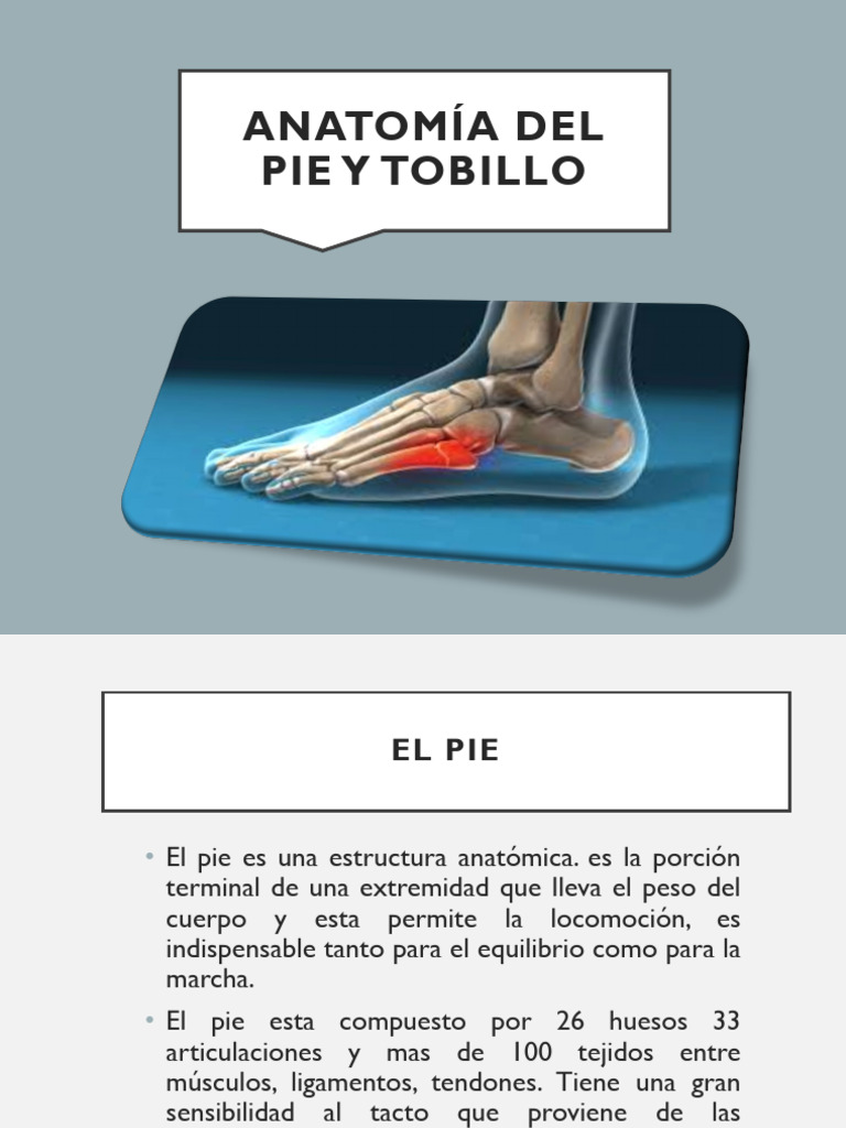 ANATOMIA DEL PIE Y TOBILLO | PDF