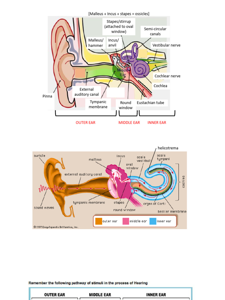 Ear PP Printable 2 Amended | PDF | Ear | Hearing Loss